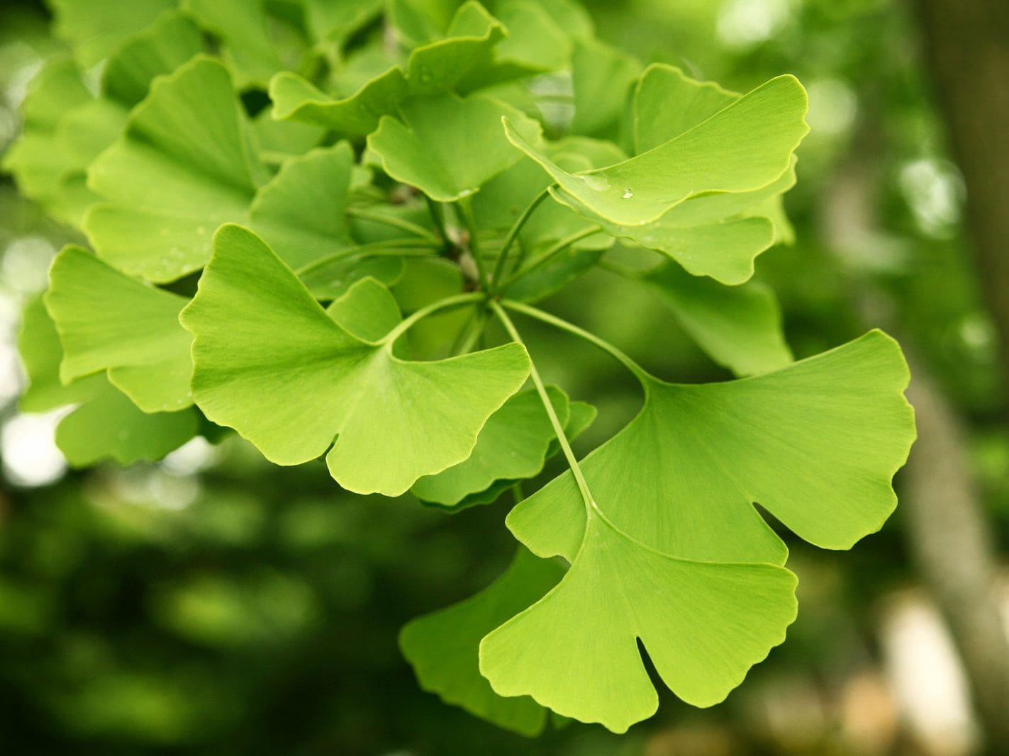 Ginkgo Biloba - Món quà kỳ diệu cho bộ não của bạn! - Comalina Việt Nam